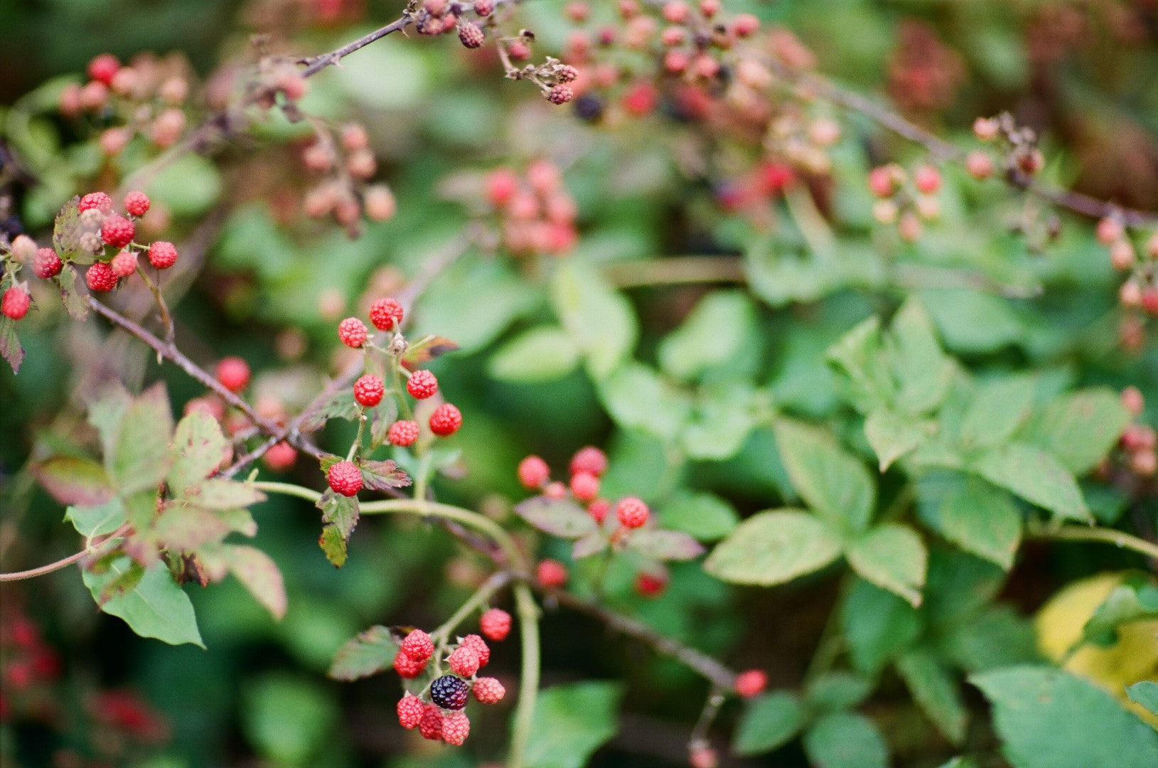 Briar Patch Brew Muslin Bag of Loose Leaf Tea - 15 Servings – Piper and ...