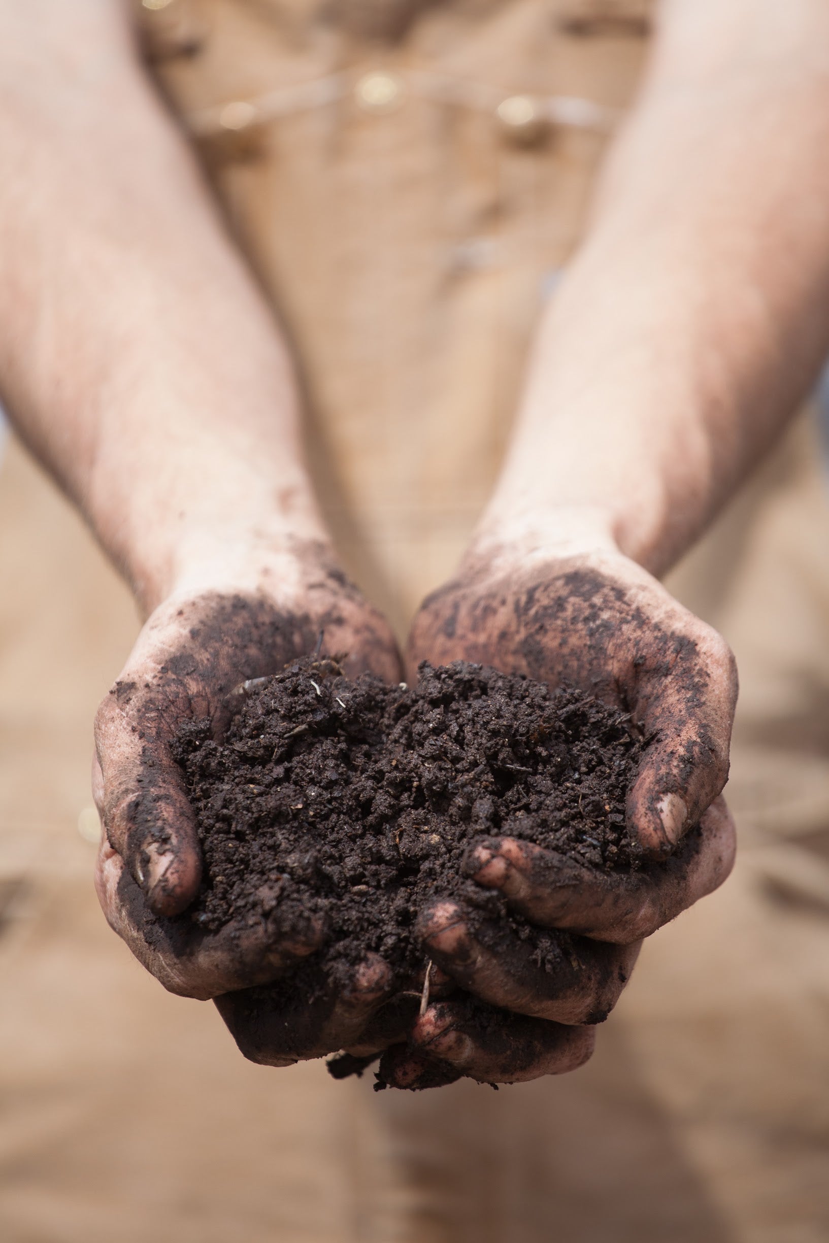 Piper & Leaf Tea Co. – Piper and Leaf Tea Co.